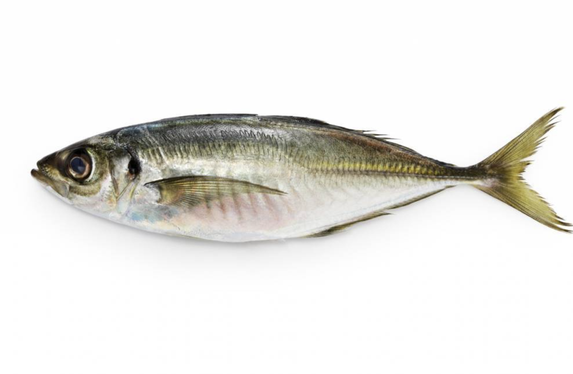 Consommer du poisson : zoom sur 3 espèces bon marché > Ma Pomme